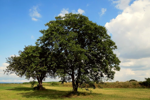 Legno di noce: Caratteristiche ed Usi dell'essenza